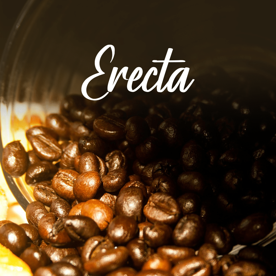Erecta Coffee Beans - Exploring Single-Origin Coffee From Uganda