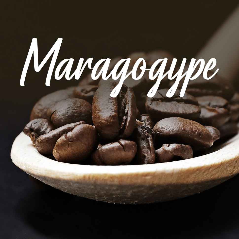 Maragogype coffee - Can it produce a high-quality cup of coffee?