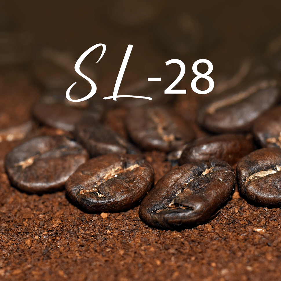 SL-28 Coffee Beans - Discovering Top Products & Interesting Facts