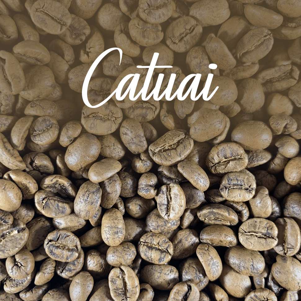 Catuai coffee beans - How to get the highest quality cup of coffee