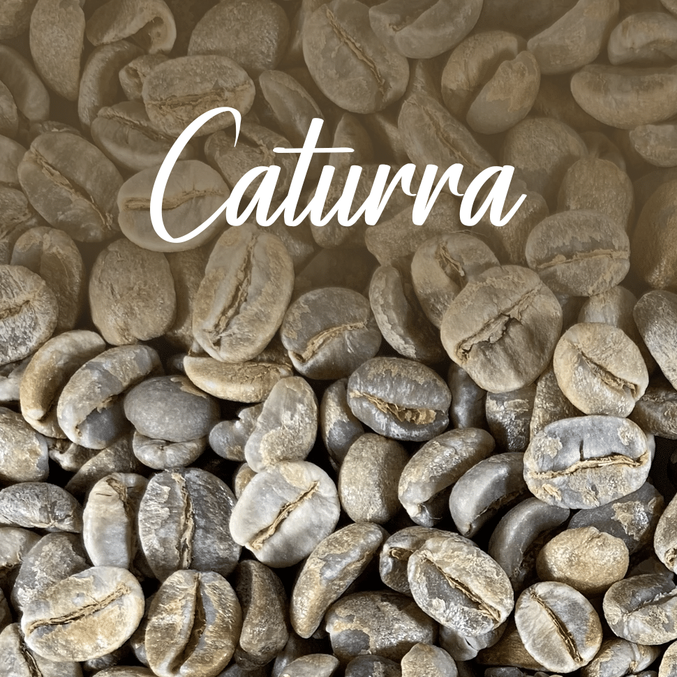 Caturra coffee - Arabica coffee variety from Latin America