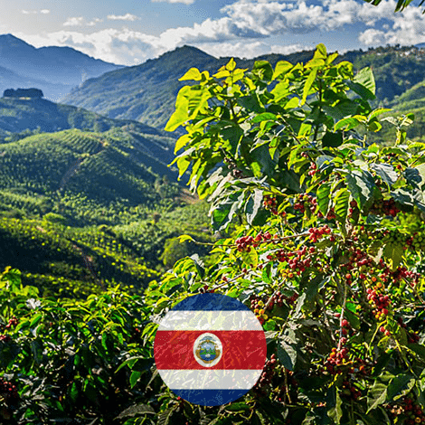 The Best Organic Costa Rican Coffee - Top 5 List & Brewing Tips