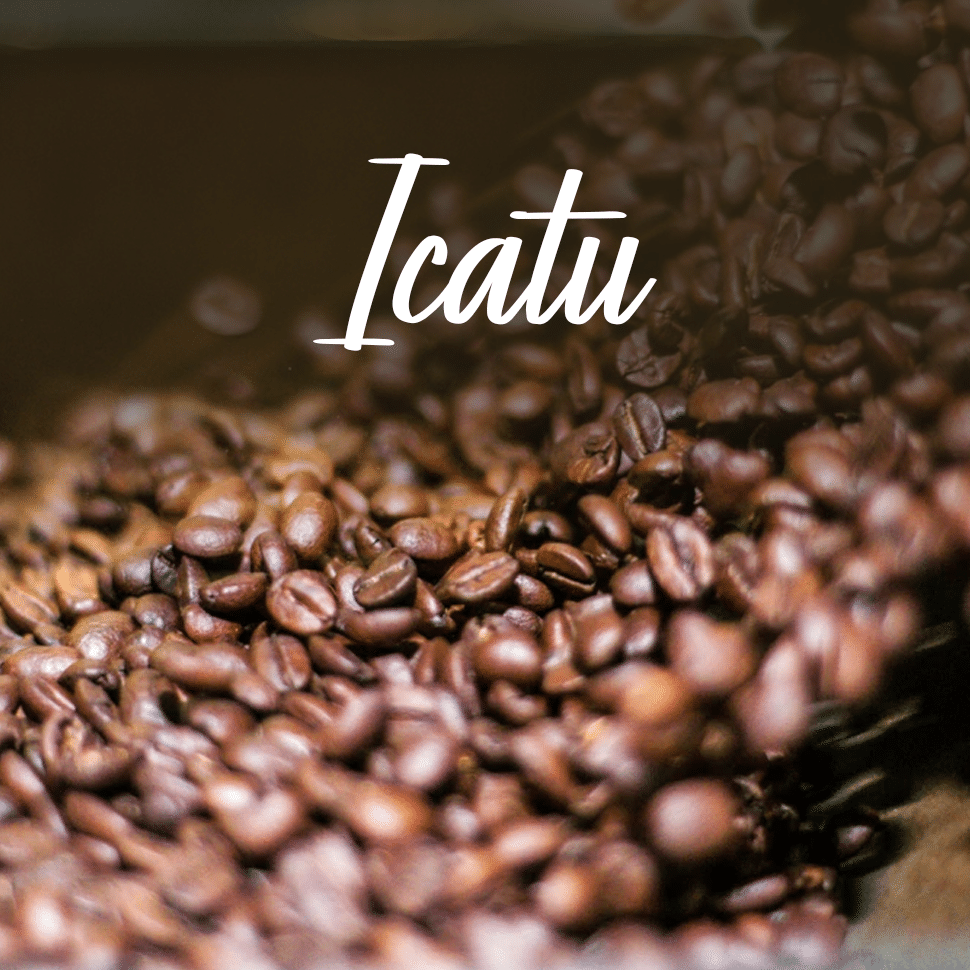 Icatu Coffee Beans - Find out everything about it from our guide!