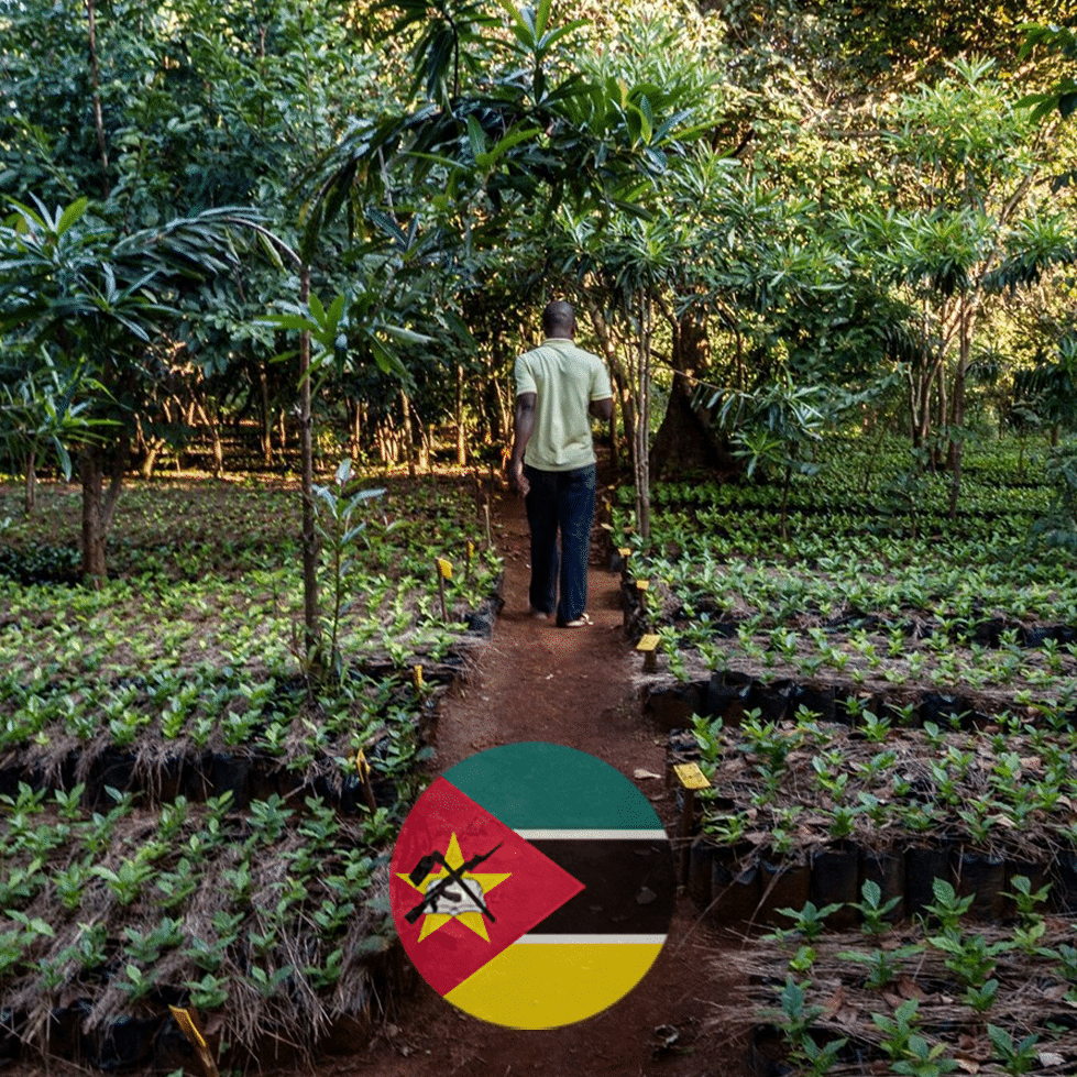 Coffee Beans From Mozambique - Best Products Listed & Rated