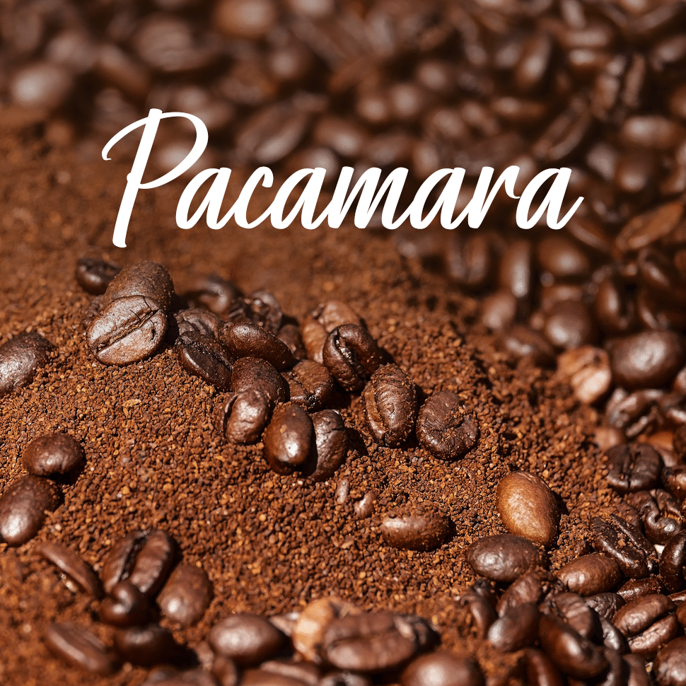 The best Pacamara coffee brands for you - Listed and rated