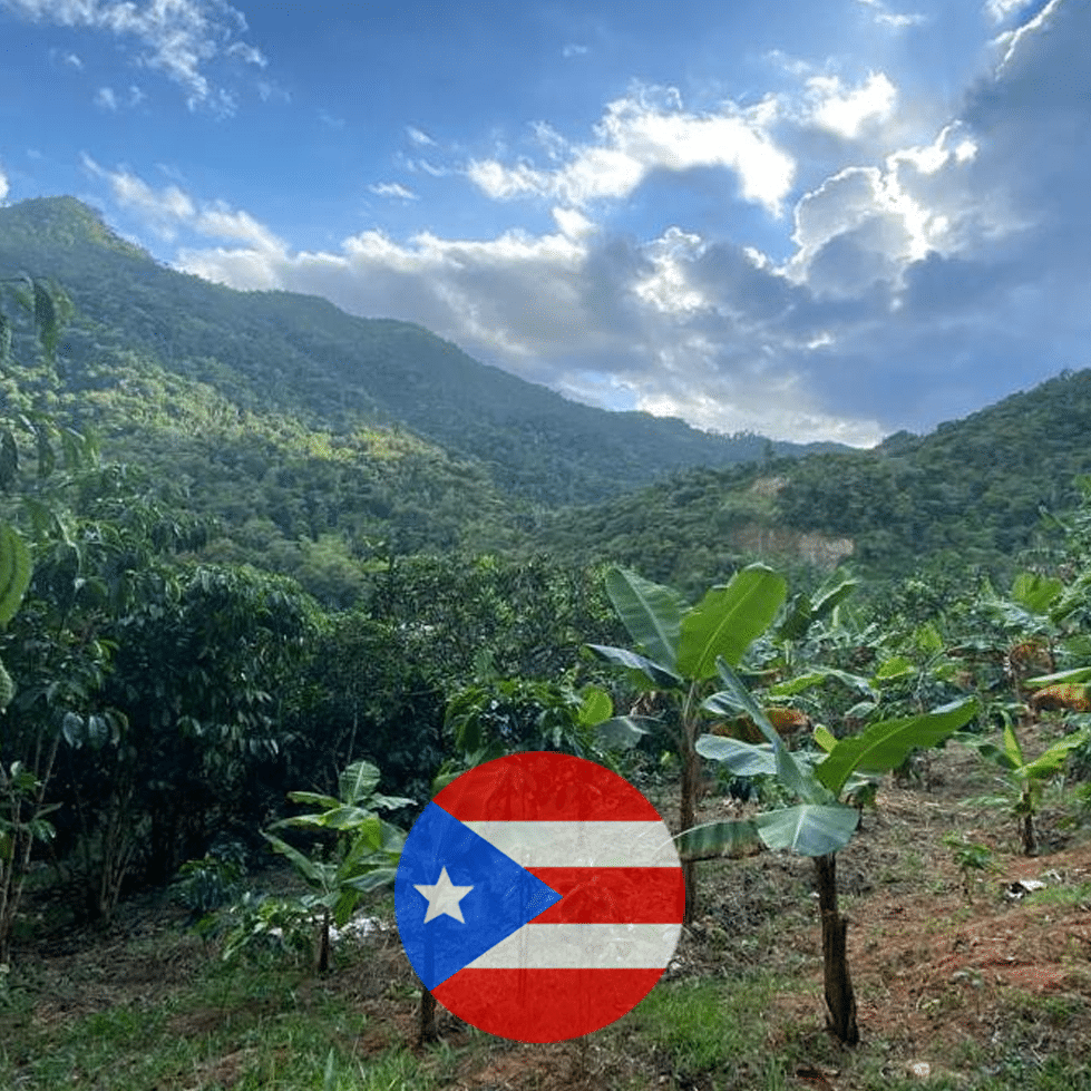 5 Top-Rated Puerto Rican Coffee Beans - Brewing Tips & Facts