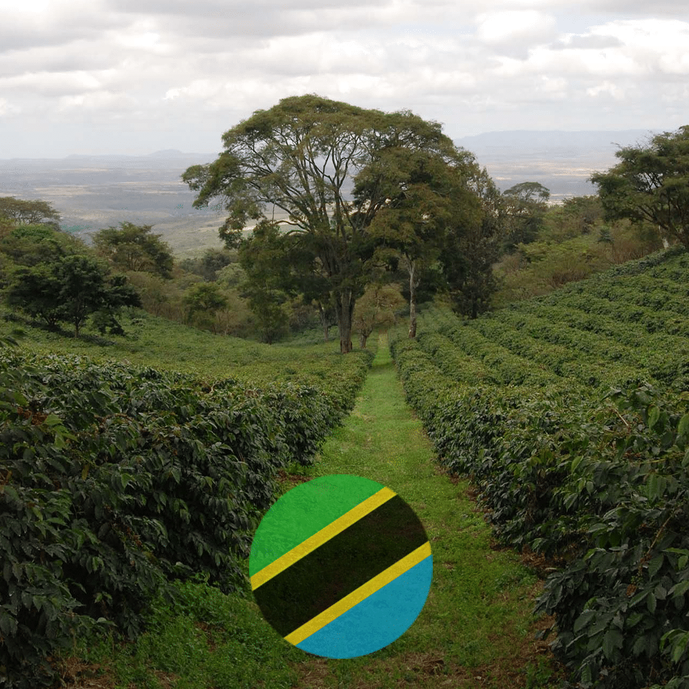 Tanzanian Peaberry Coffee - Tastes, Brewing & Buyer’s Guide
